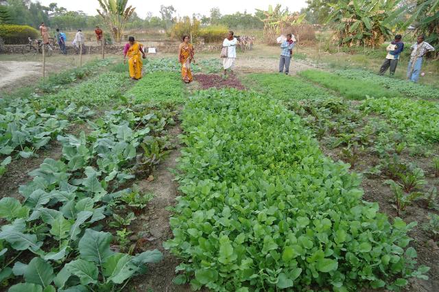 Climate Adaptive Natural Farming - Baikunthapur Tarun Sangha (BTS)